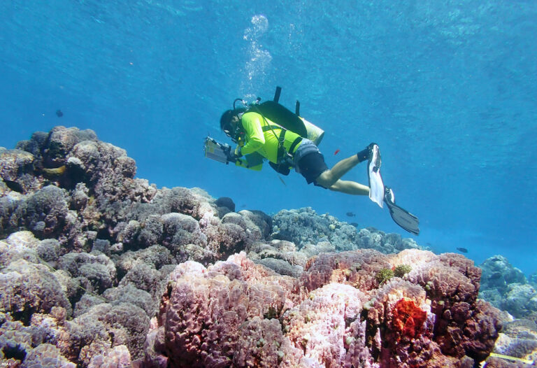 NOAA Launches Coral Reef Data Visualization Tool - Ocean Science ...