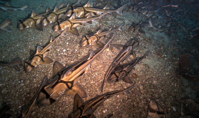 Gathering of Female Sharks Spotted in Bass Strait - Ocean Science ...
