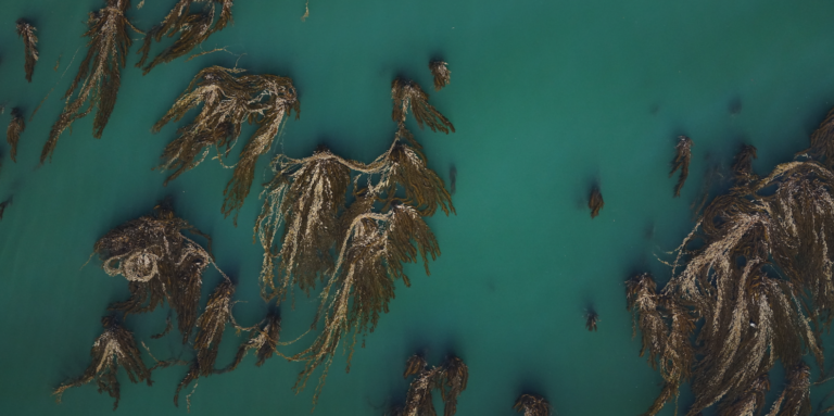 MBARI Provides Fresh Insights into Ocean Life with Aerial Drones ...