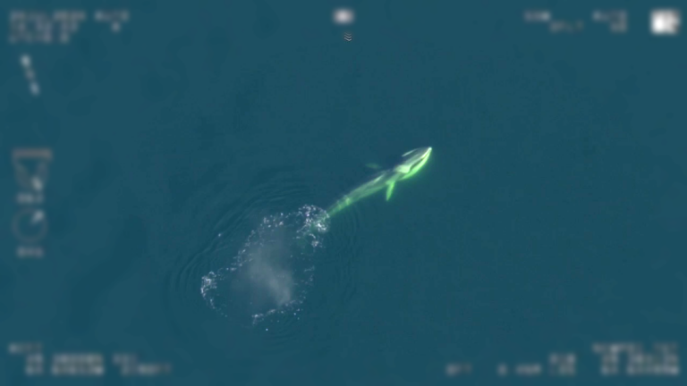 AI-Integrated Multispectral Sensor Aids Whale Detection in Canada ...
