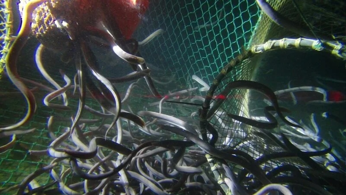 SubC Imaging Highlights Role of Offshore Surveys in Sustainable ...