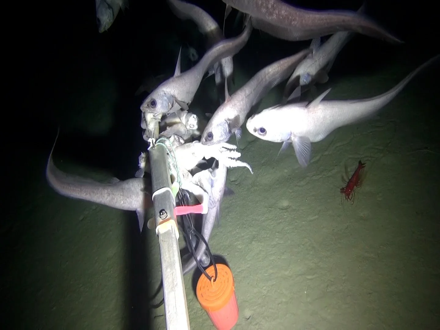 SubC Imaging on How Autonomous Subsea Cameras Are Reshaping Ocean ...